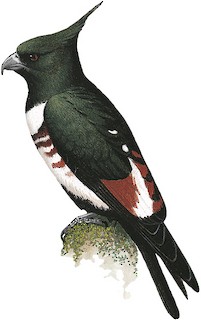 Black Baza - Aviceda leuphotes - Birds of the World