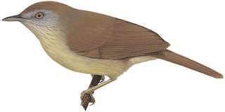 Timaliidae - Tree-Babblers, Scimitar-Babblers, and Allies - Birds of ...