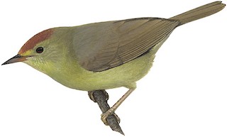 Rufous-capped Babbler - Cyanoderma ruficeps - Birds of the World