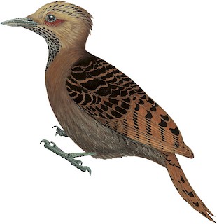 Rufous Woodpecker - Micropternus brachyurus - Birds of the World