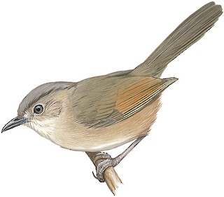 Brown-cheeked Fulvetta - Alcippe poioicephala - Birds of the World