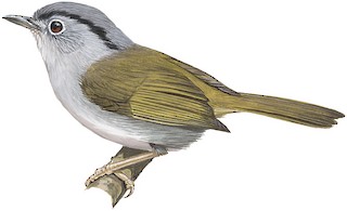Mountain Fulvetta - Alcippe peracensis - Birds of the World