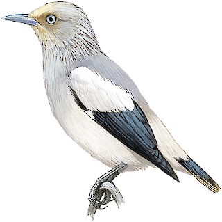 Sturnidae - Starlings - Birds of the World