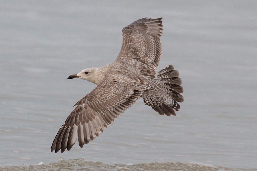 Larus sp. - eBird