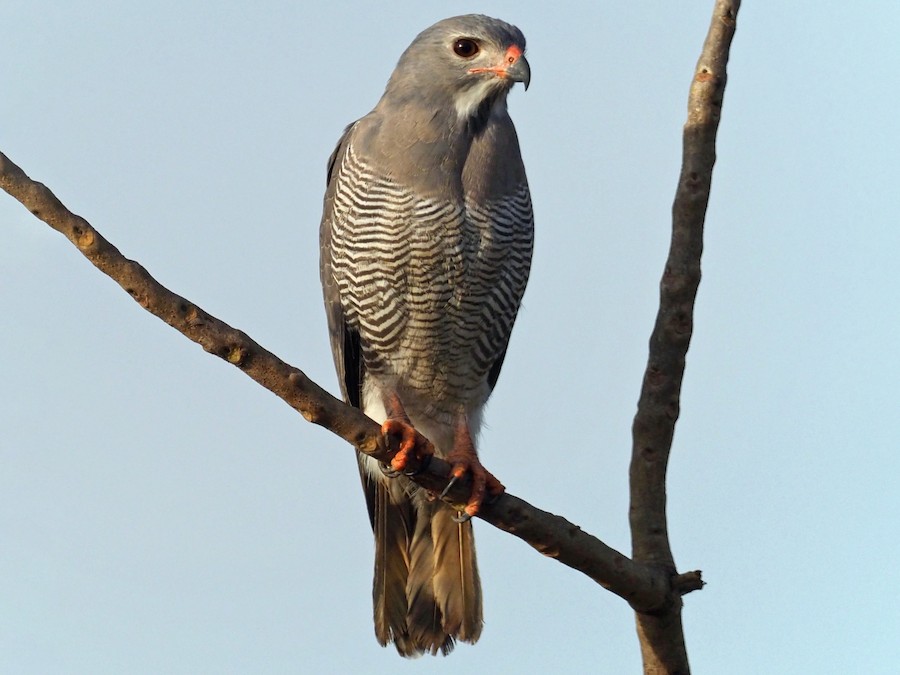 Lizard Buzzard - eBird
