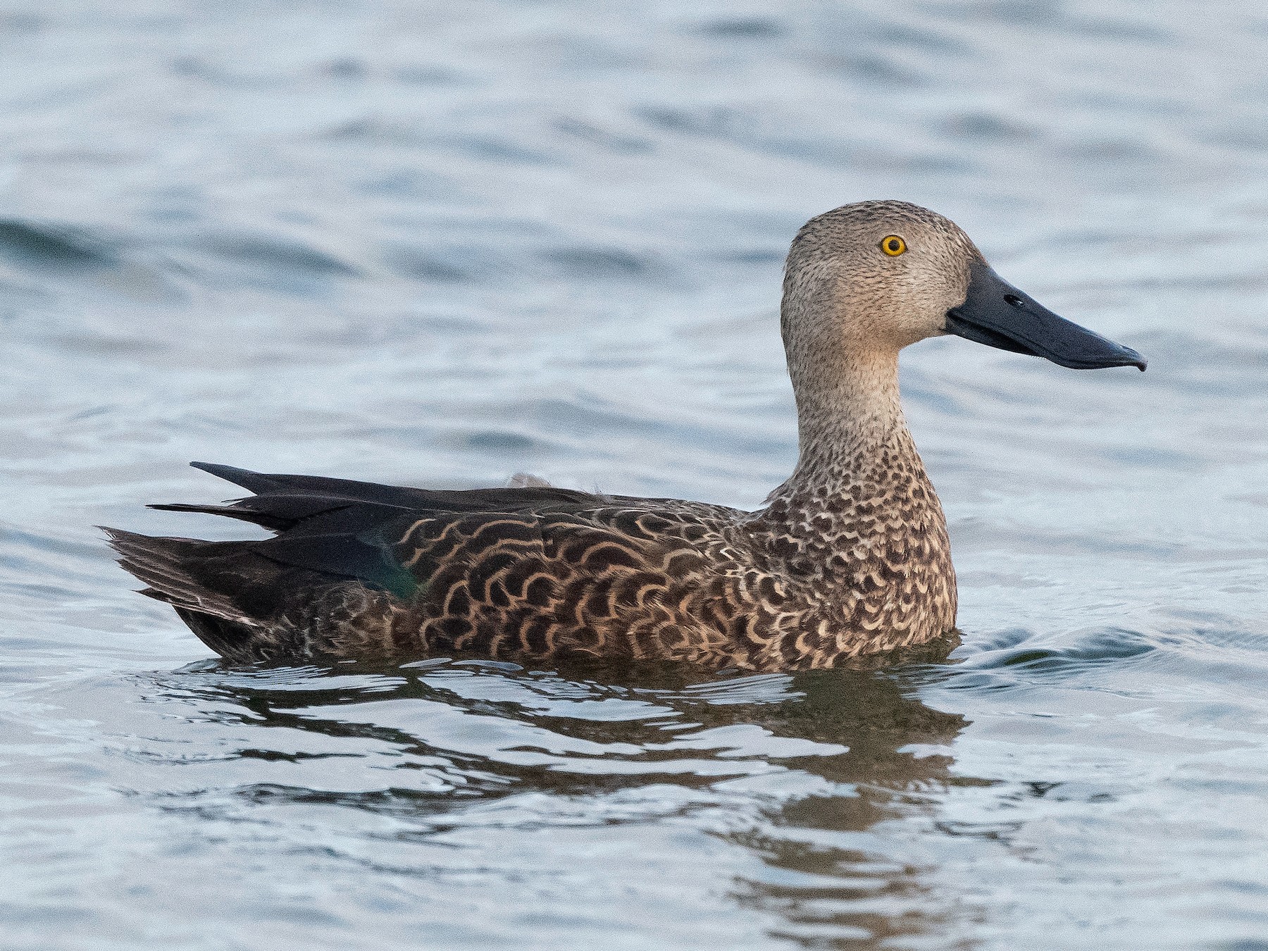 Cape Shoveler - eBird