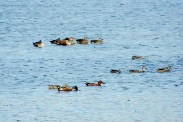 eBird Checklist - 19 Nov 2013 - Oil Well Rd just west of Oil Well Grade ...