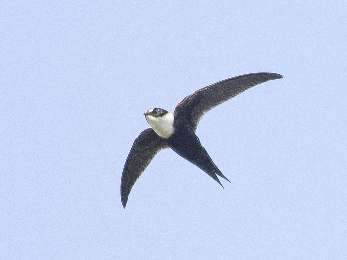 Lesser Swallow-tailed Swift - Panyptila cayennensis - Birds of the World