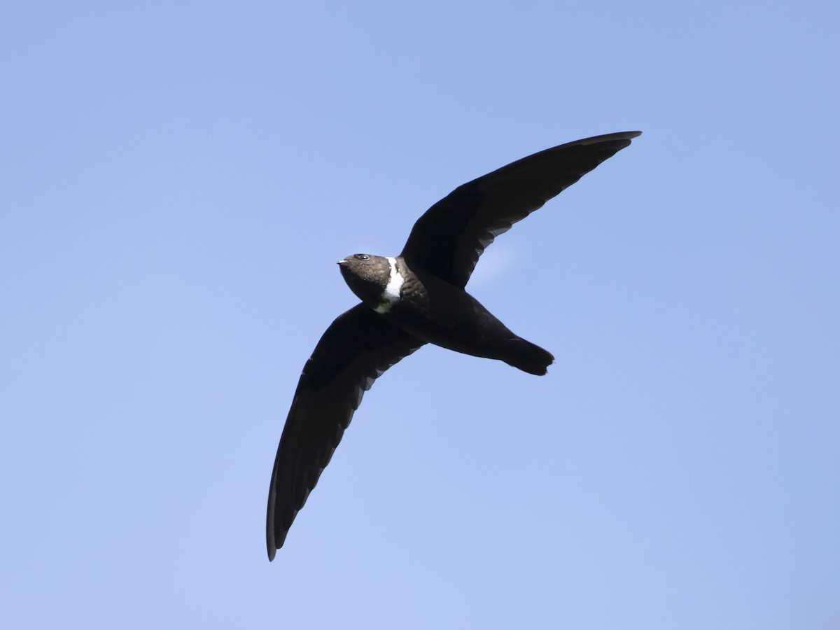 White-collared Swift - Streptoprocne zonaris - Birds of the World