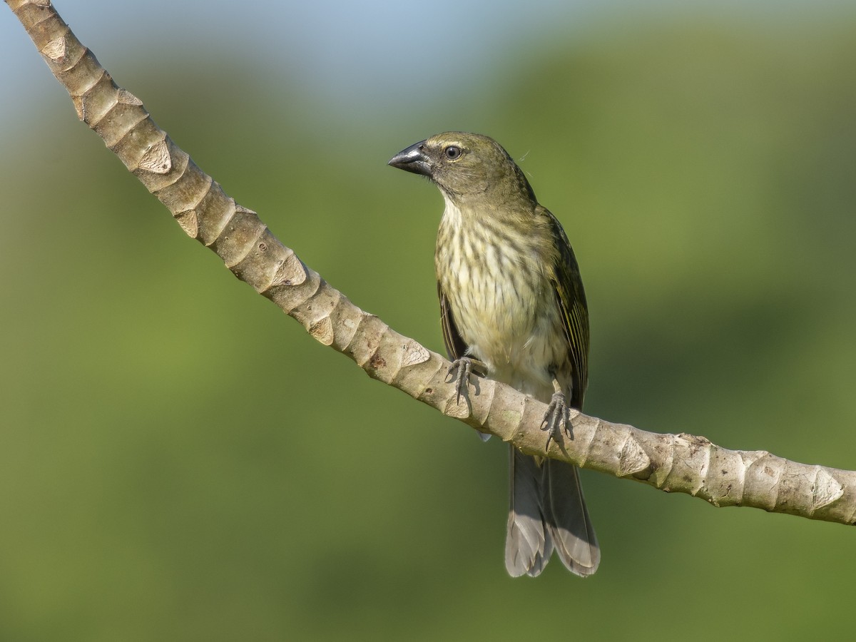 Streaked Saltator - Saltator striatipectus - Birds of the World