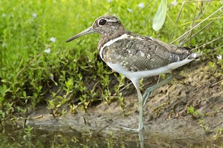 Australian Painted-Snipe - Rostratula australis - Birds of the World