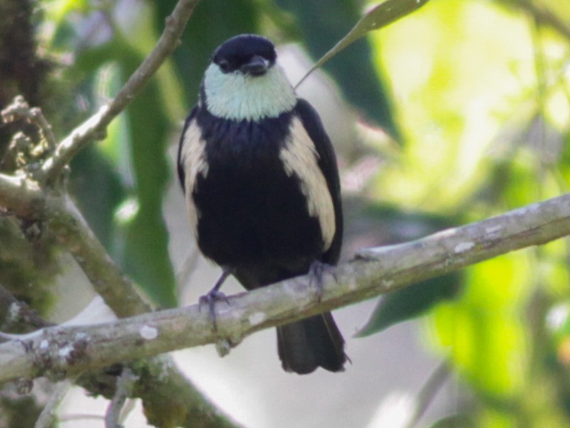 Green-throated Tanager - eBird