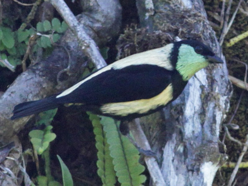 Green-throated Tanager - eBird