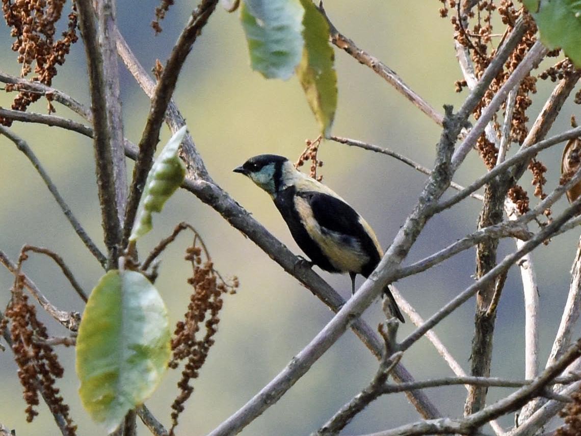 Green-throated Tanager - eBird