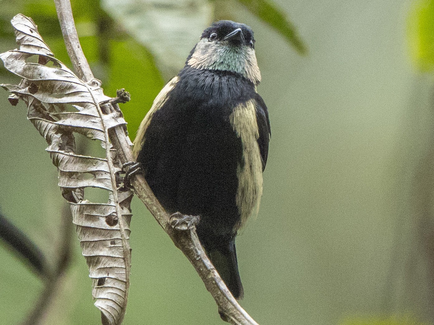 Green-throated Tanager - eBird