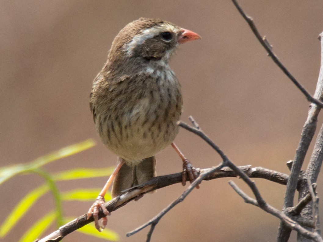 Collared Warbling Finch - eBird