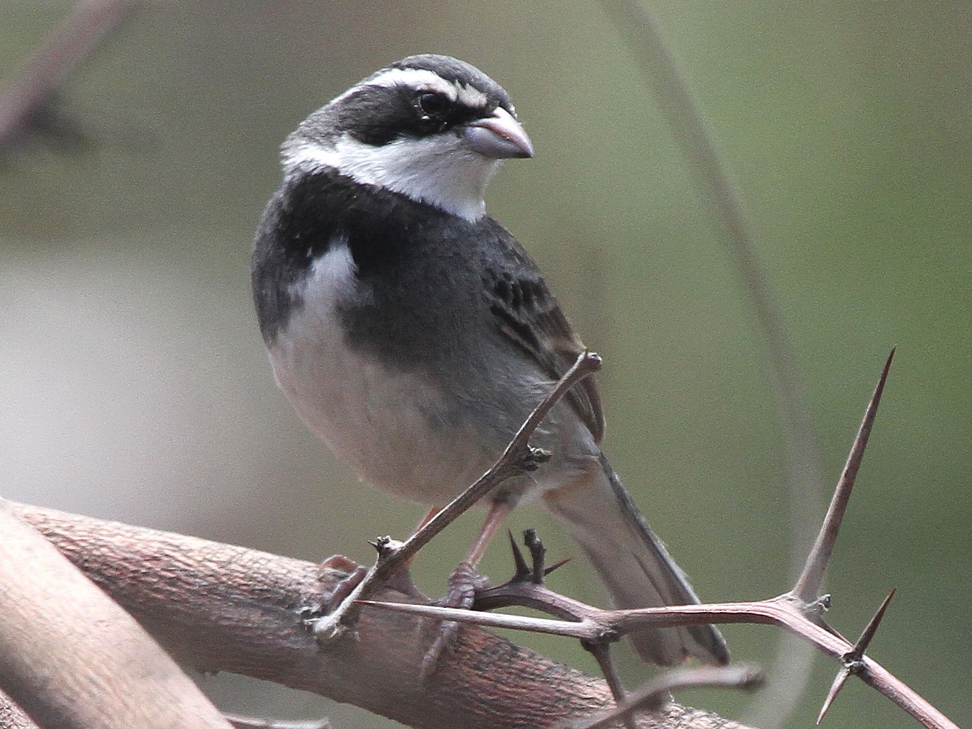 Collared Warbling Finch - eBird