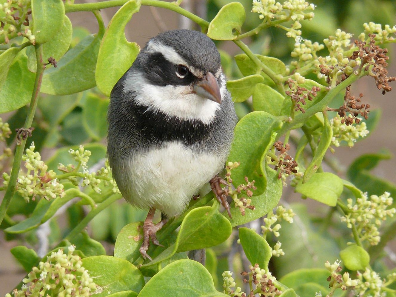Collared Warbling Finch - eBird