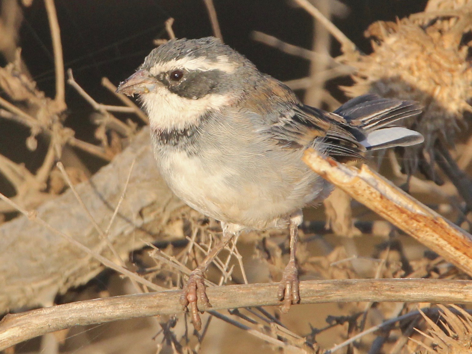 Collared Warbling Finch - eBird