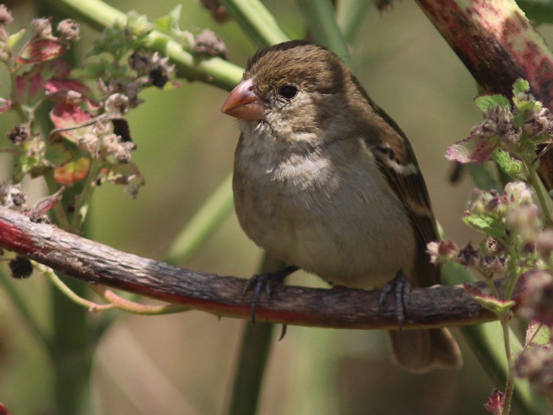 Drab Seedeater - eBird