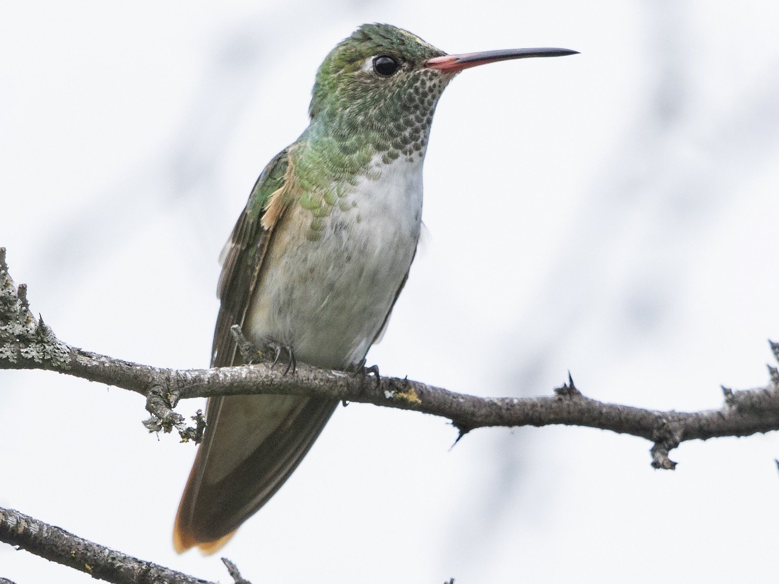 Amazilia Hummingbird - eBird