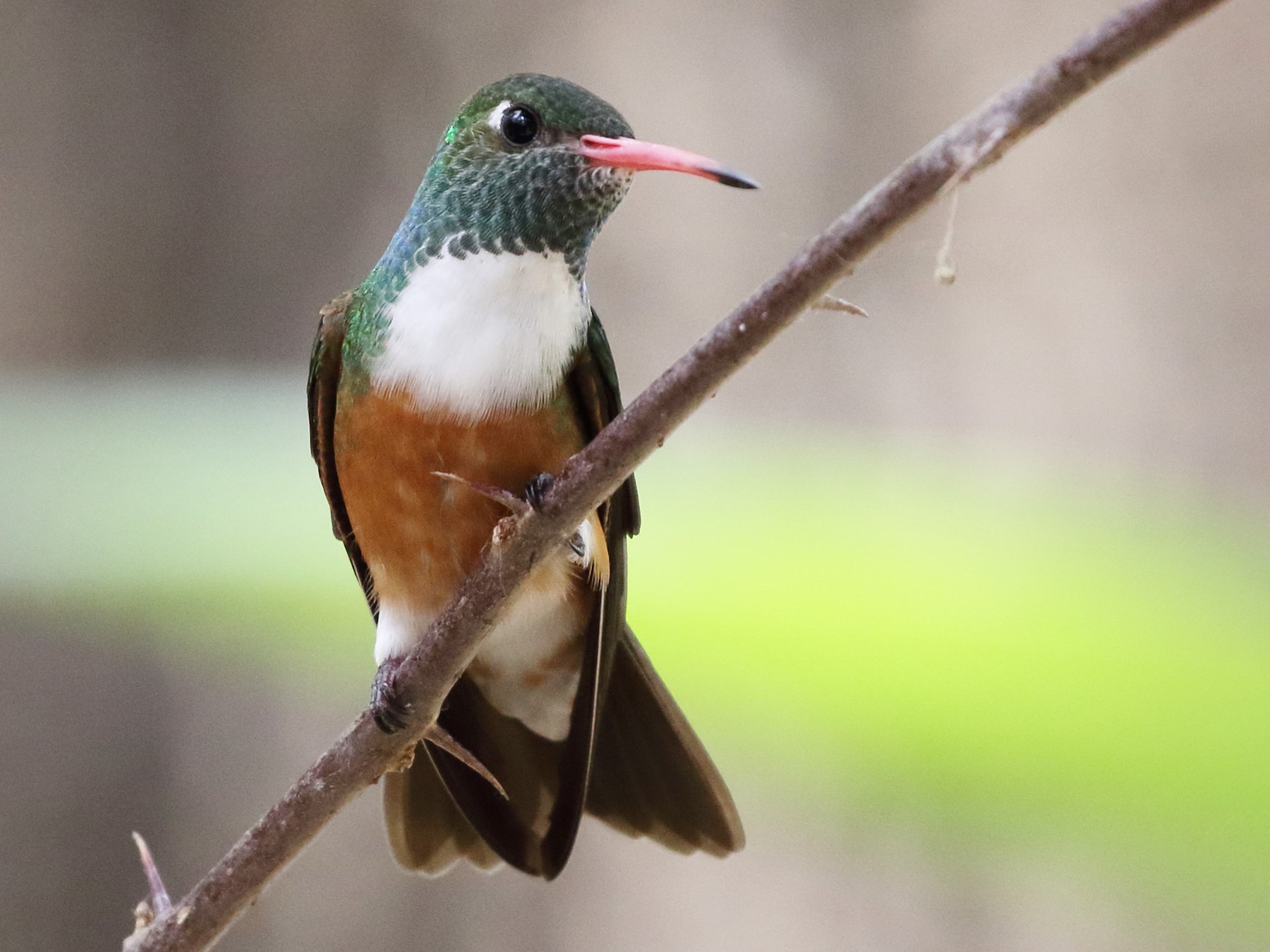 Amazilia Hummingbird - eBird