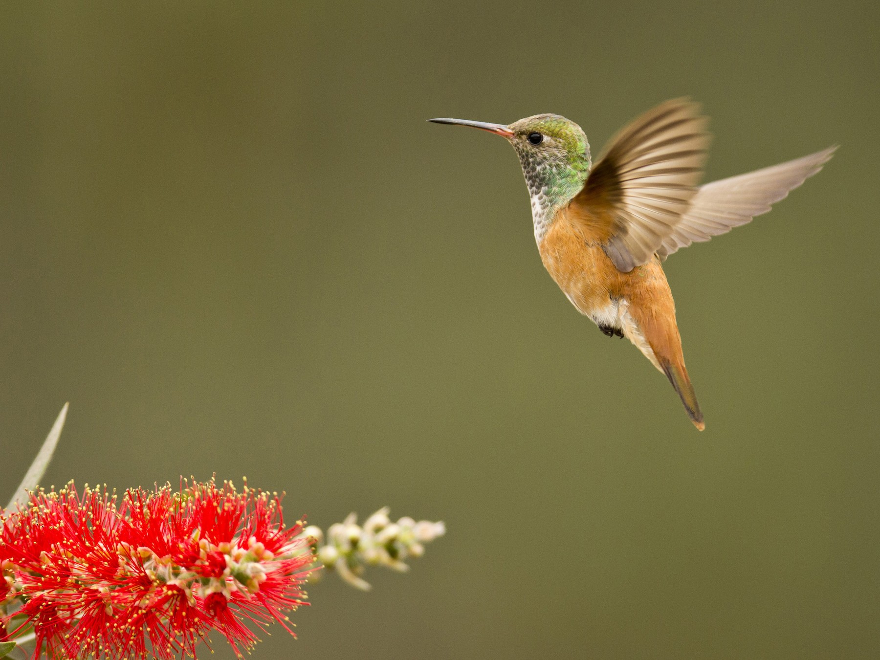 Amazilia Hummingbird - eBird