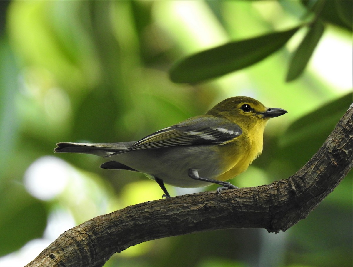 eBird Checklist - 5 Feb 2020 - Spanish River Park - 39 species