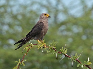 Dickinson's Kestrel - eBird