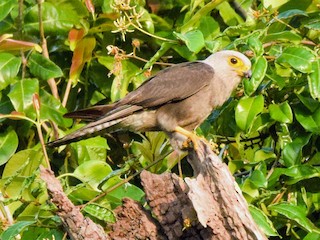 Dickinson's Kestrel - eBird