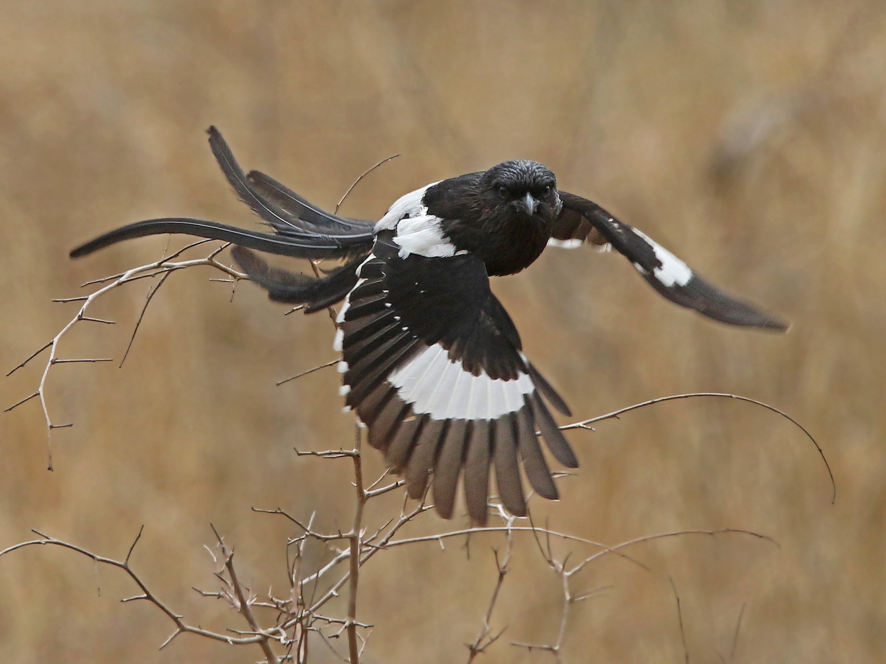 Magpie Shrike - eBird