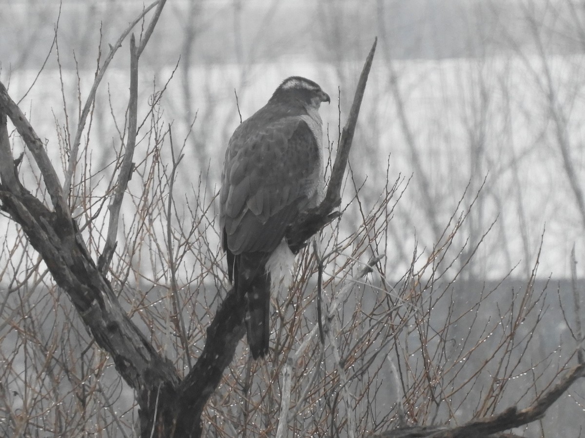 eBird Checklist - 5 Feb 2020 - US-ID-Parma-32963 Fort Ln - 43.8505x-116 ...