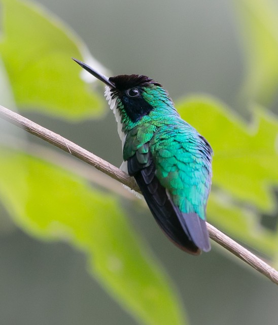 Purple Crowned Fairy Hummingbird