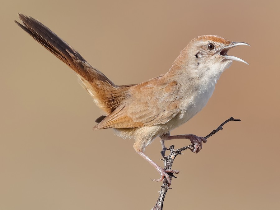 Spinifexbird - eBird