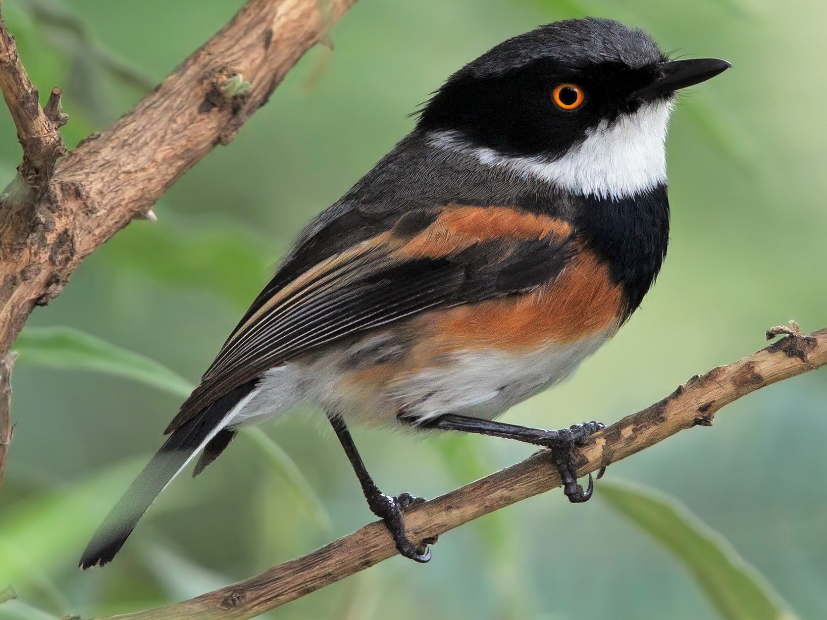 Cape/Malawi Batis - eBird