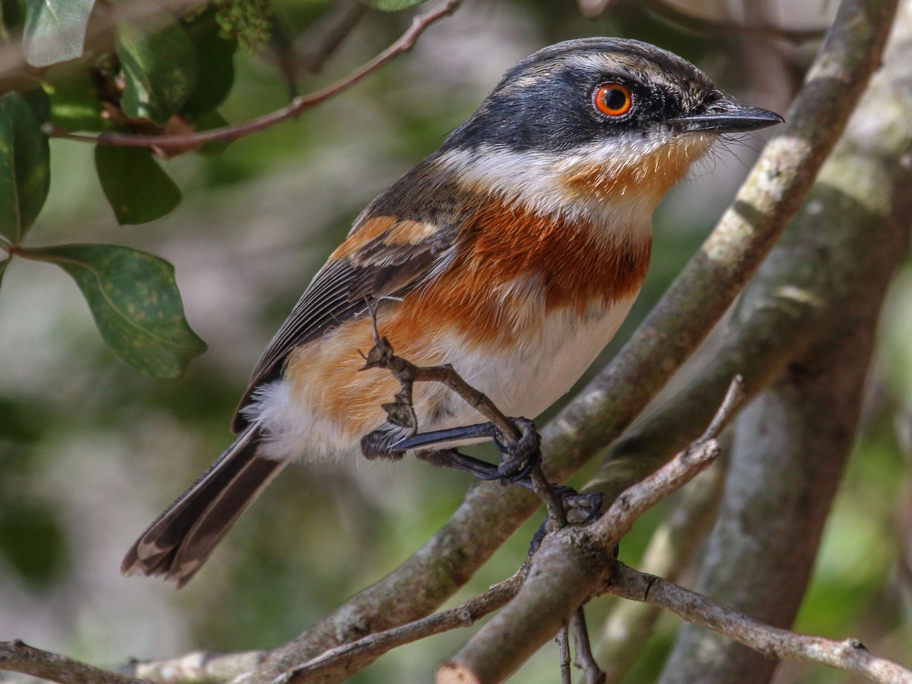 Cape/Malawi Batis - eBird