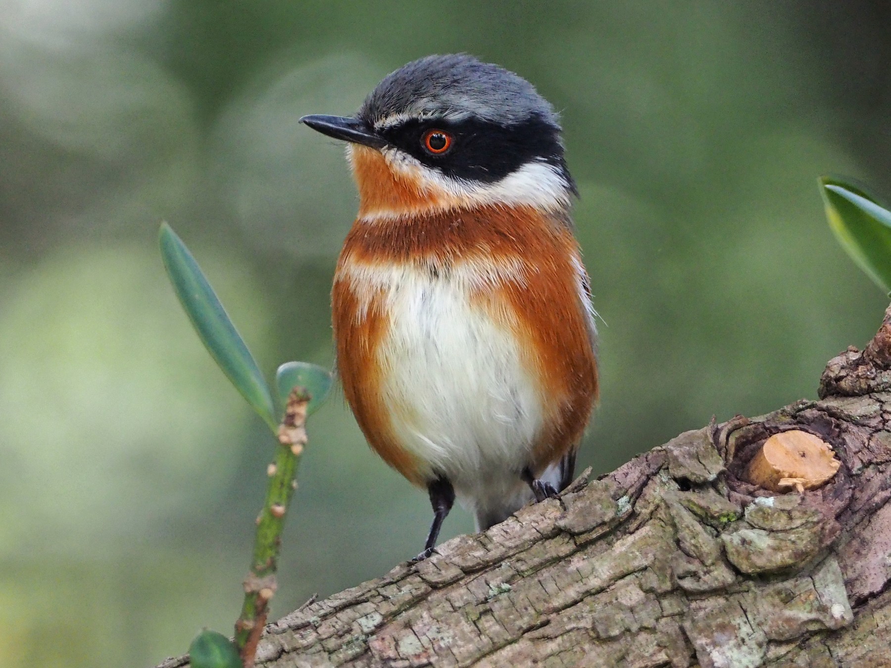 Cape/Malawi Batis - eBird