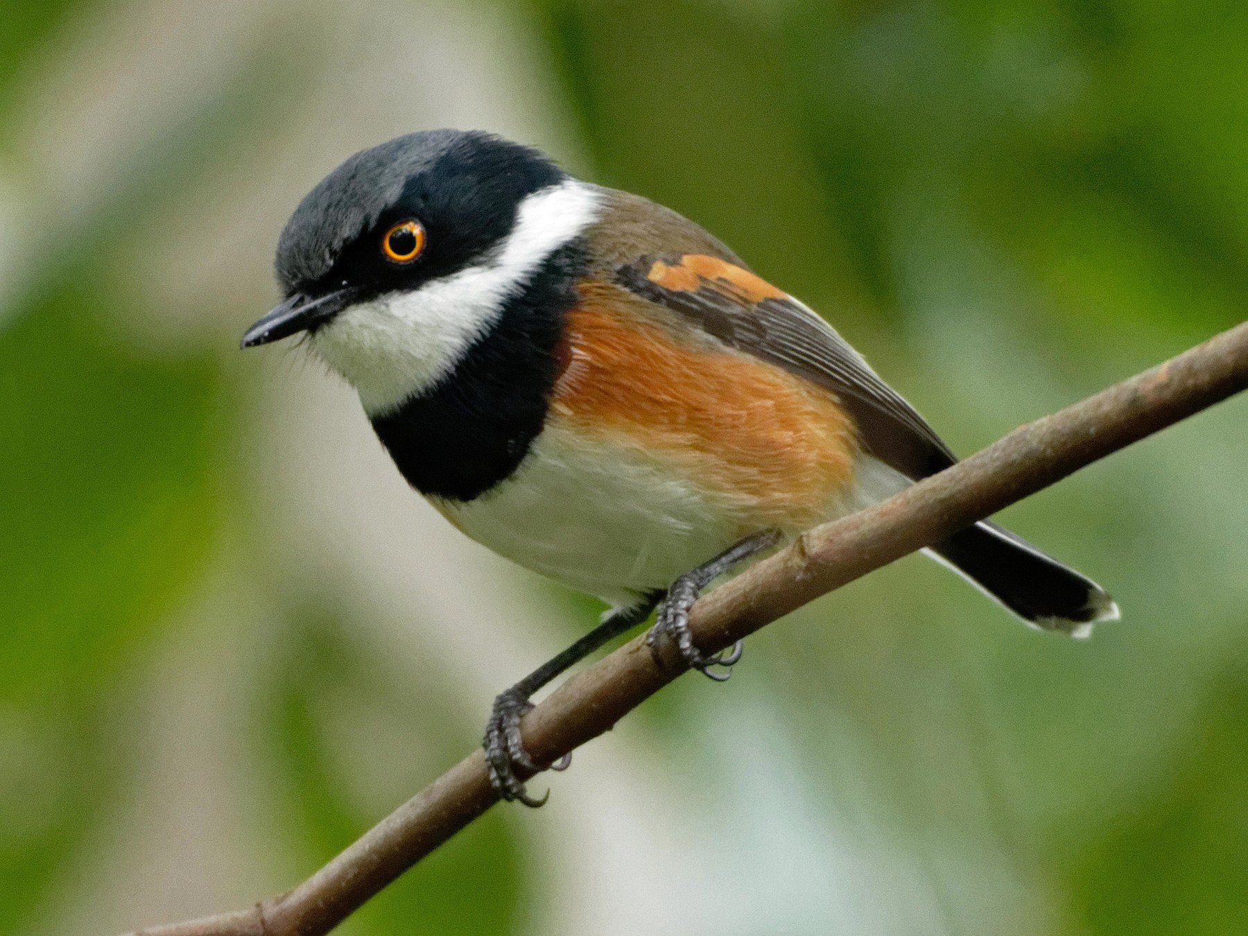 Cape/Malawi Batis - eBird