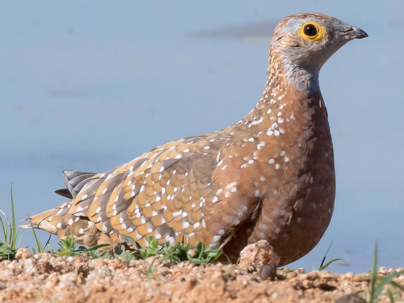 Burchell's Sandgrouse - eBird