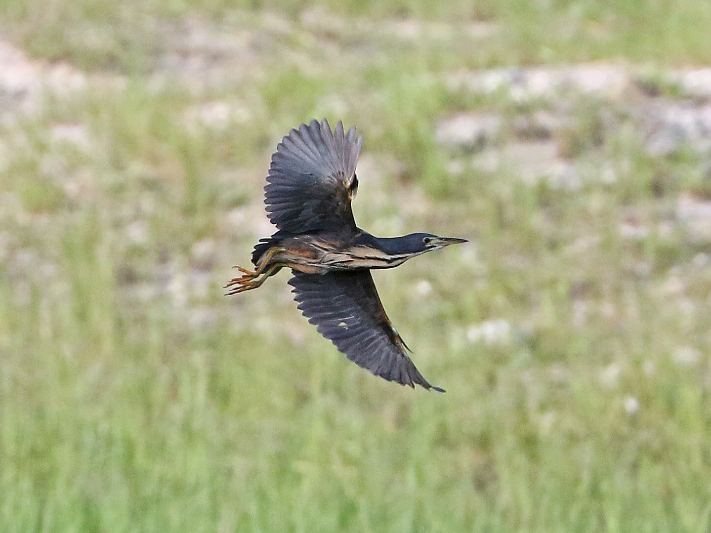Dwarf Bittern - eBird
