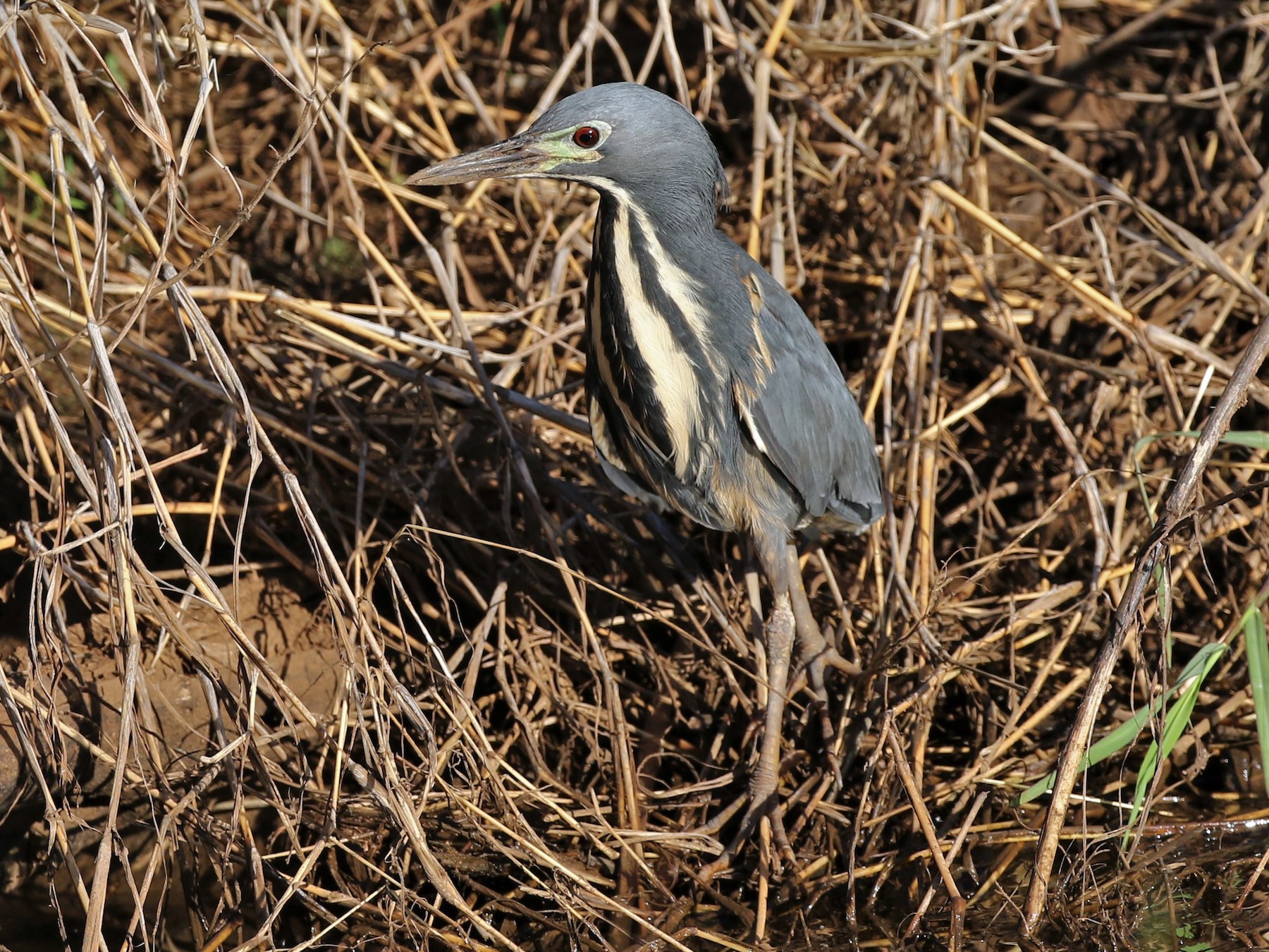 Dwarf Bittern - eBird