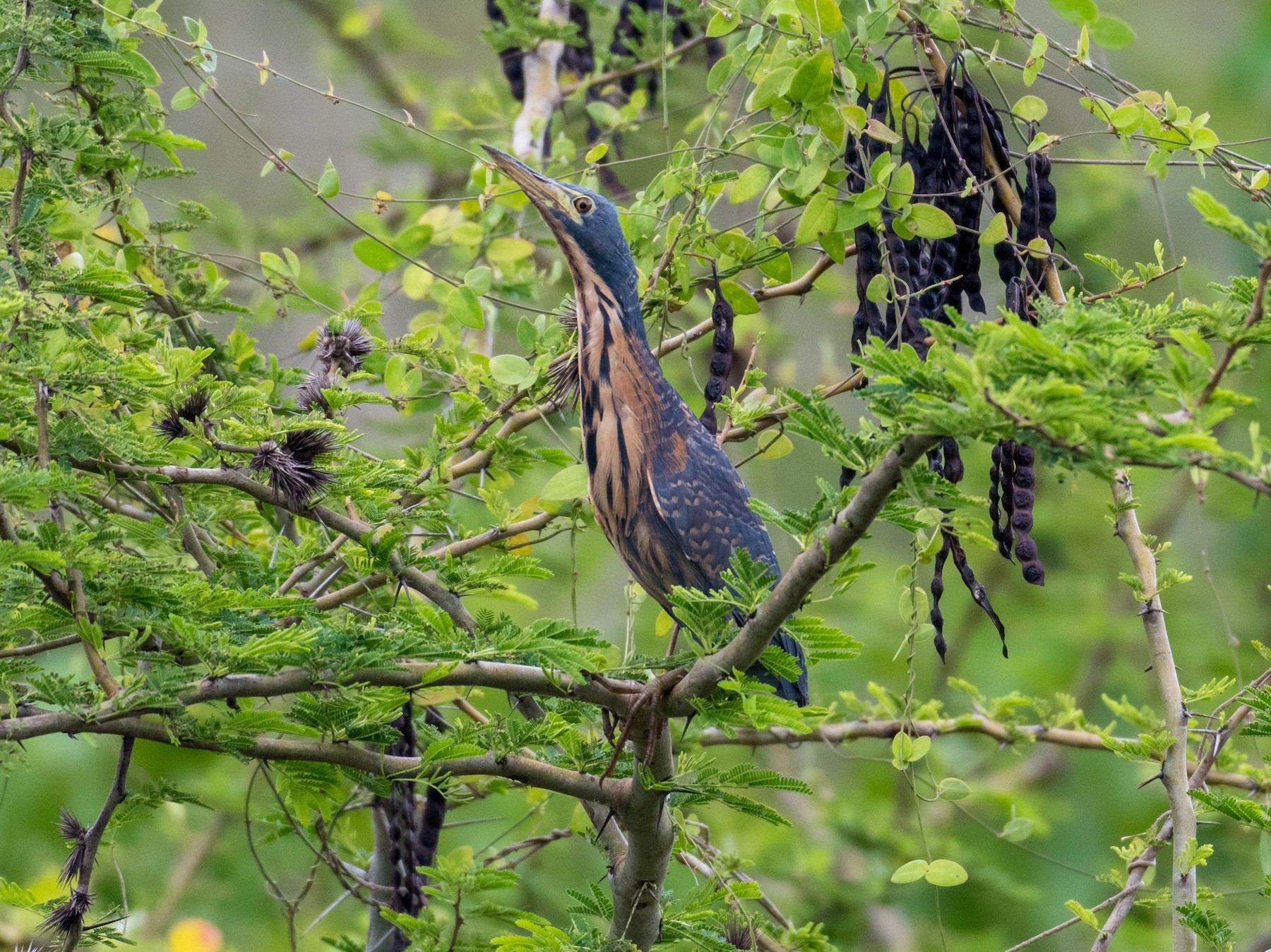 Dwarf Bittern - eBird
