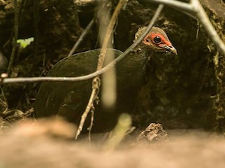 Nicobar Megapode - eBird