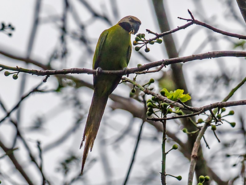 Nicobar Parakeet - eBird