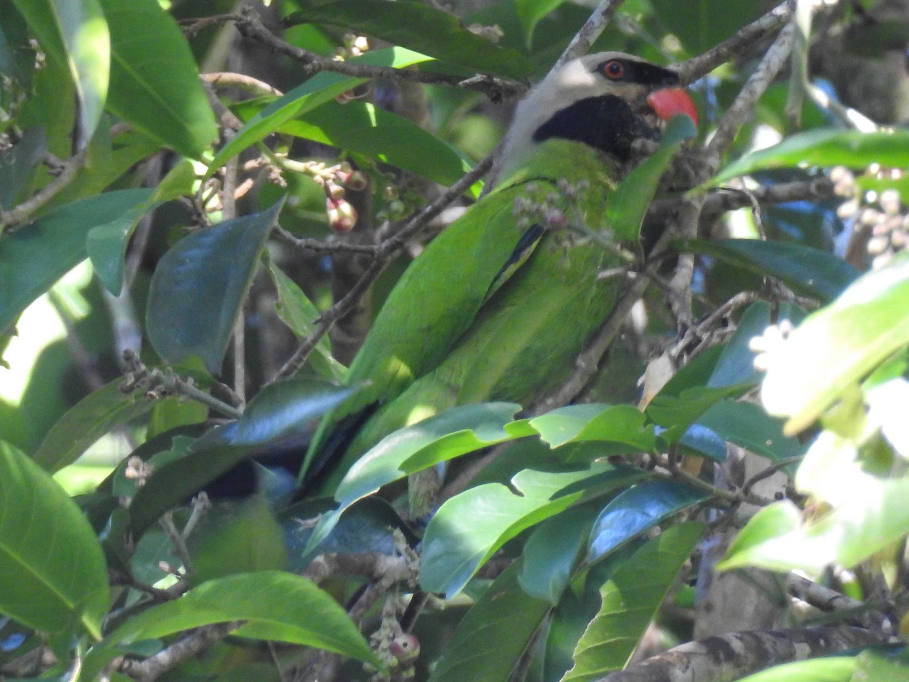 Nicobar Parakeet - eBird