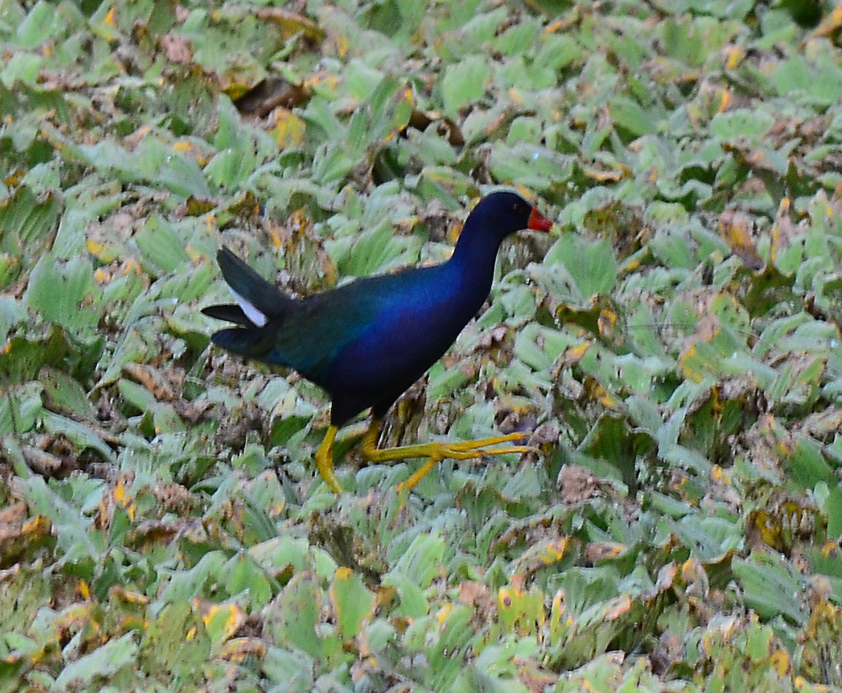 eBird Checklist - 6 Feb 2020 - Corkscrew Regional Ecosystem Watershed ...
