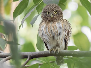 Asian Barred Owlet - Glaucidium cuculoides - Birds of the World