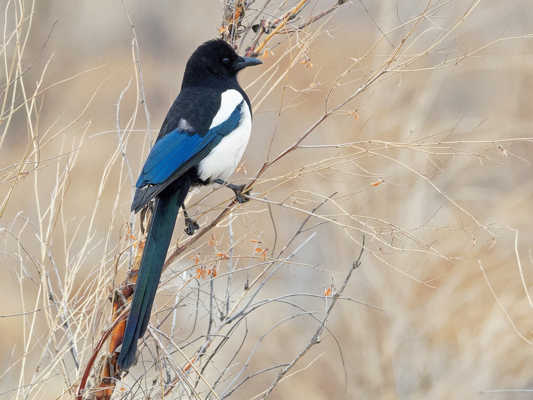 Oriental Magpie - eBird