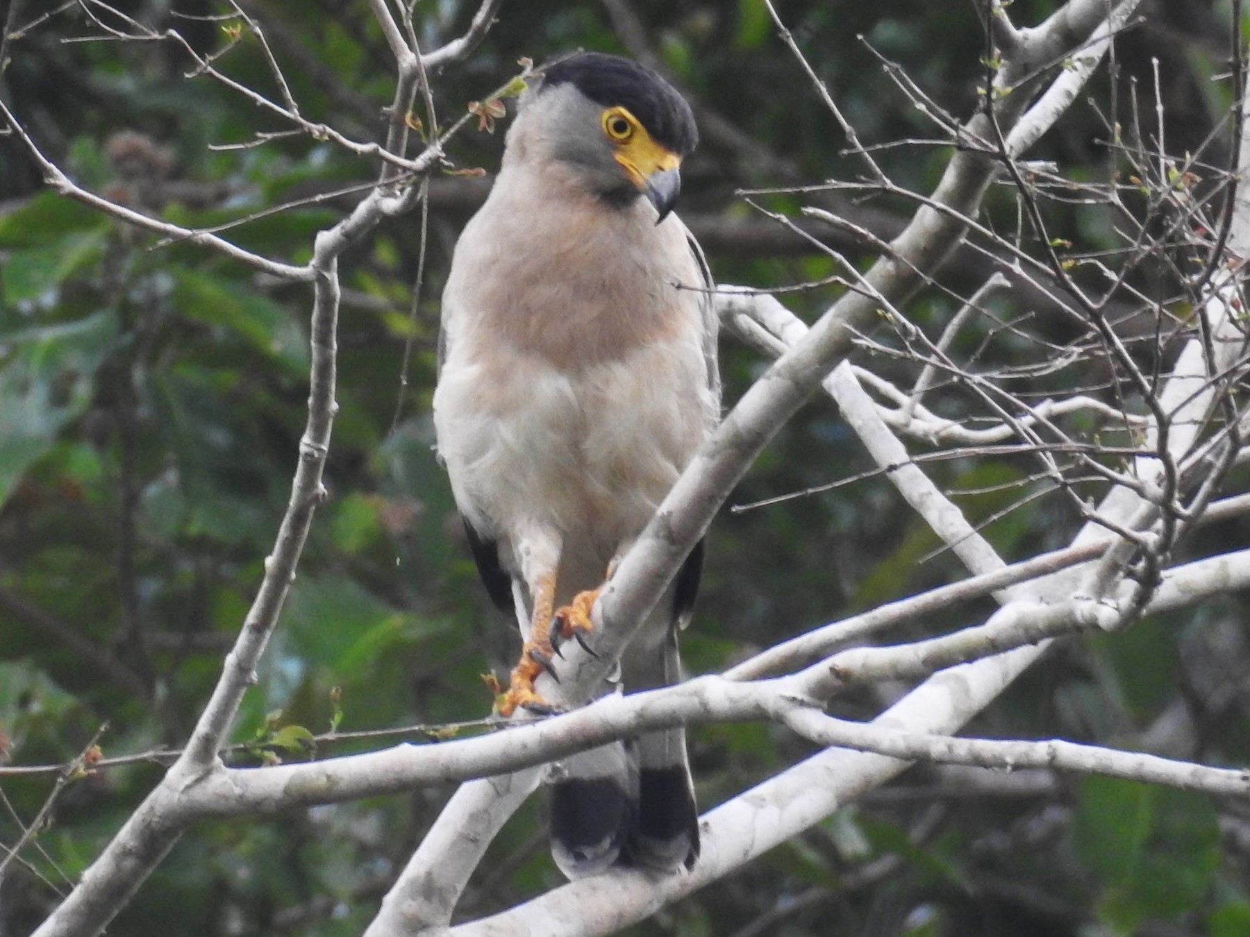 Nicobar Serpent-Eagle - eBird