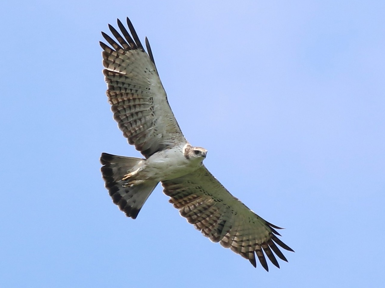 Changeable Hawk-Eagle - eBird